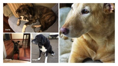 7 reasons why dogs help with autism and ADHD - Autism & ADHD Connection